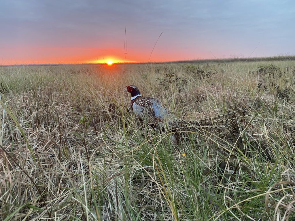 Early morning rooster - Dunns Sporting Goods