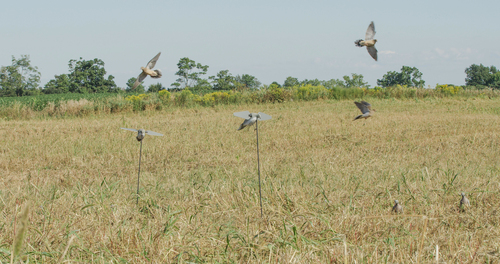 Lucky Duck Lucky HD Motorized Dove Decoy #30120 - Dunns Sporting Goods